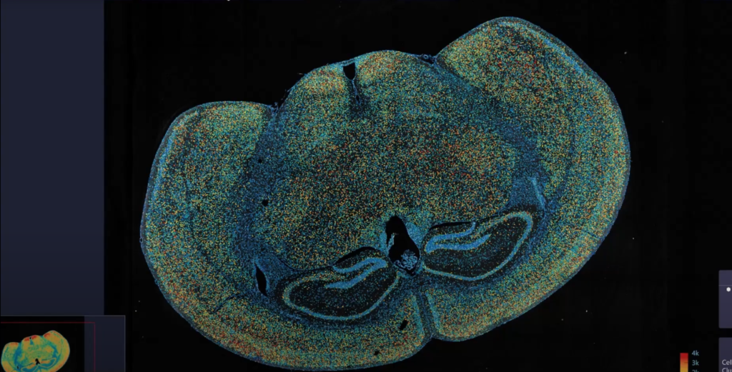 Stereo-seq Transcriptomics - Complete Genomics